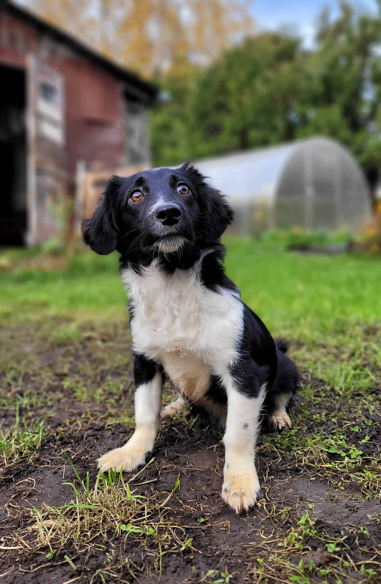 Zora | Pet Rescue Finland ry