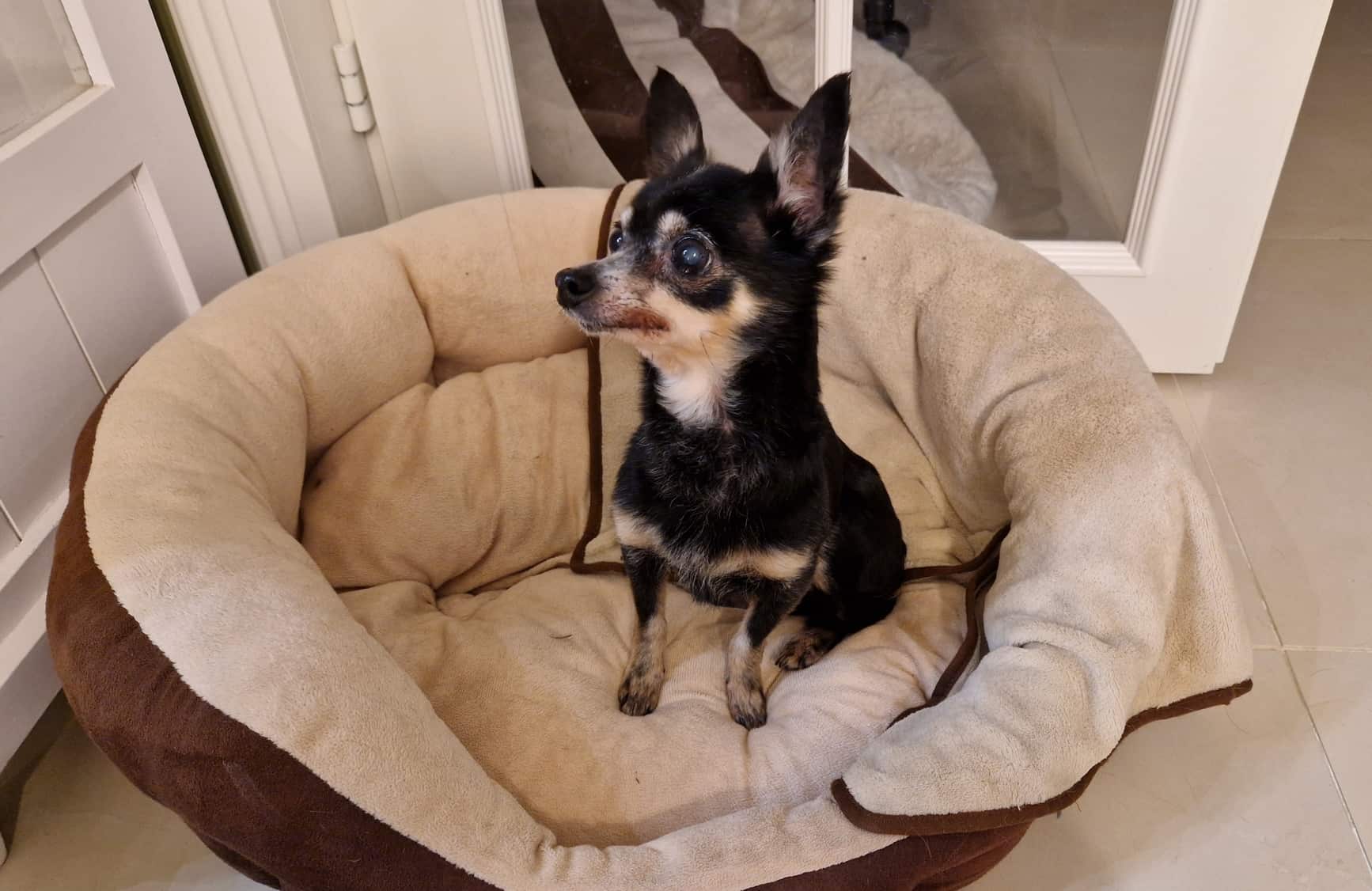Muse | Pet Rescue Finland ry