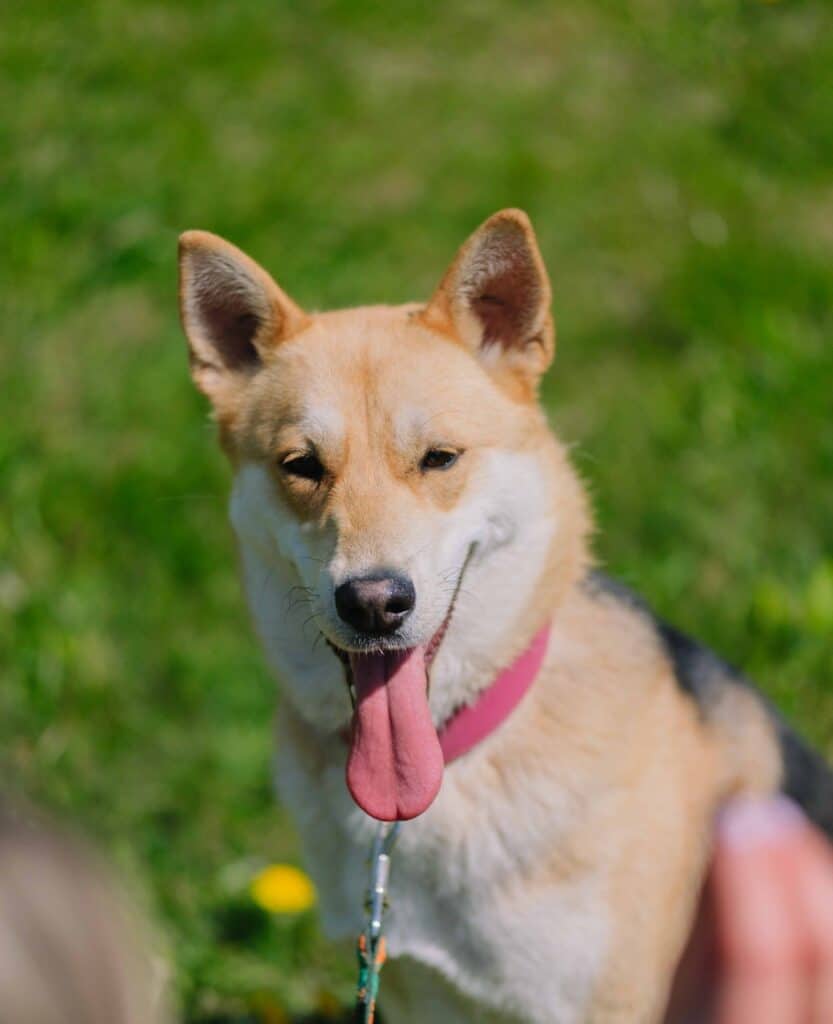 Ginger | Pet Rescue Finland ry