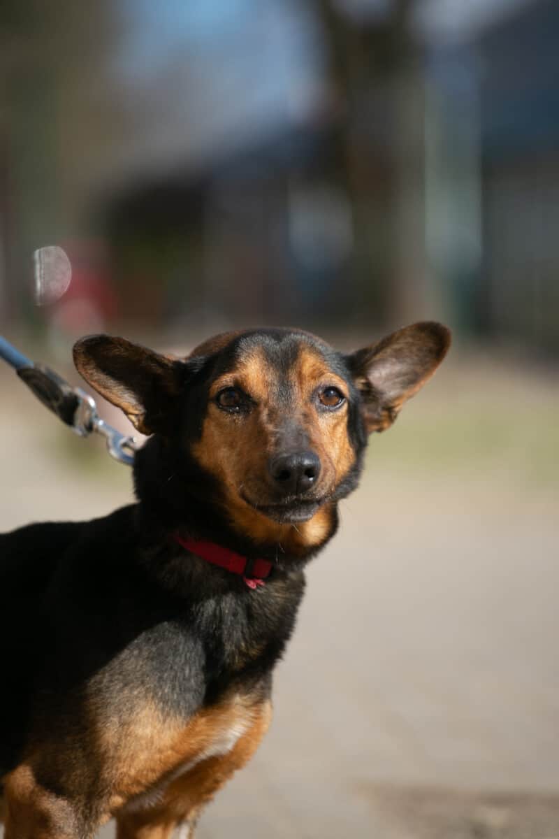 Viskis | Pet Rescue Finland ry